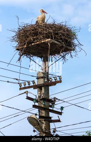White stork on a pole. Stork in the wild. Beautiful birds. Wild birds ...
