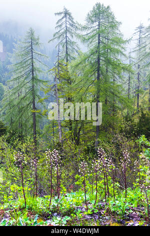 Landscape near Sauris di sotto, Friuli-Venezia Giulia, Italy Stock ...