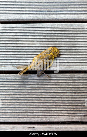 Dead bird on wooden terrace floor Stock Photo - Alamy