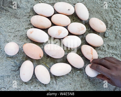 Megapode eggs harvested from nesting ground of Melanesian Megapode ...