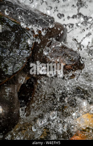 Pet turtle with a water splash background Stock Photo - Alamy