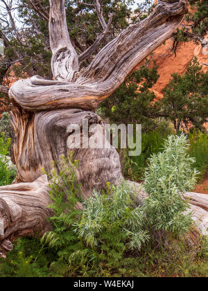 Gnarly trunk of the Utah juniper (Juniperus osteosperma), Arches ...