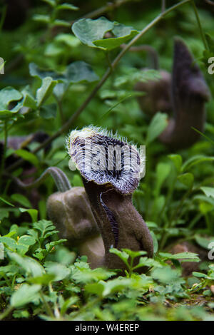 Copyright Stephen Lioy - Photography and Travel Media Stock Photo - Alamy