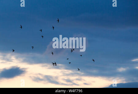 Screaming flock of Common Swifts Apus apus in flight June evening Stock ...