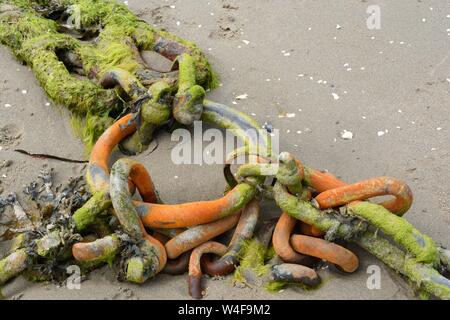 Seaweed covered chain on beach St Ives Cornwall UK Stock Photo - Alamy