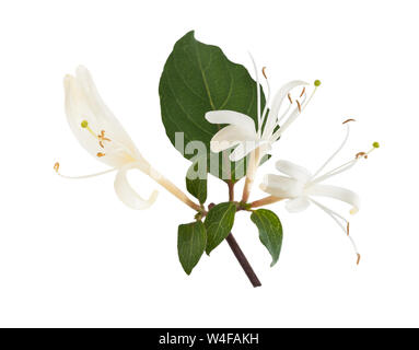 honeysuckle flowers isolated on white background Stock Photo - Alamy