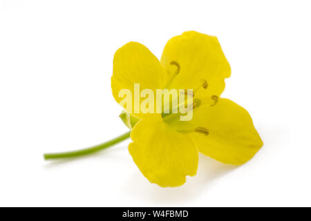 Arugula with yellow flower isolated on white background Stock Photo - Alamy