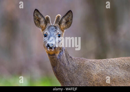 Reh Bock im Bast Capreolus capreolus Stock Photo - Alamy