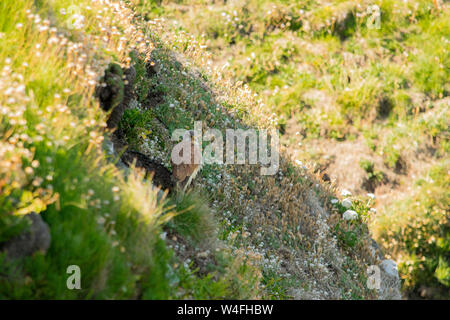 Kestrel sitting on cliff edge Stock Photo - Alamy