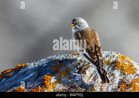 White-winged Snowfinch - Schneesperling - Montifringilla nivalis ssp ...