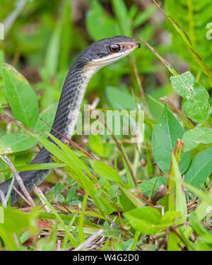 A wild Florida "Black Racer" snake in an aggressive display Stock Photo ...
