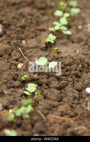 A close-up of a radish sprout with the first leaves. Radish microgreens ...