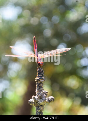 red Asian dragonfly on a small wood with bokeh background Stock Photo ...