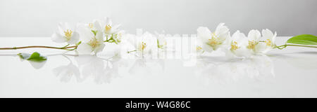 panoramic shot of jasmine flowers on white surface near jar with cream ...