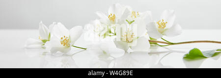 panoramic shot of jasmine flowers on white surface near jar with cream ...