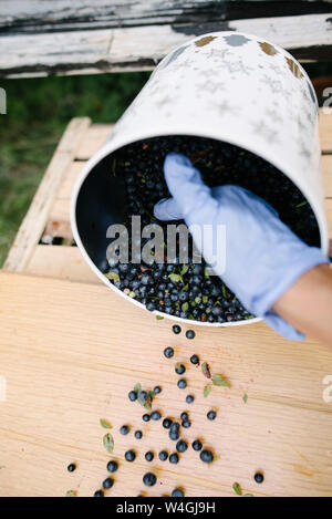 Close up sorting natural objects from forest for craft concept photo ...
