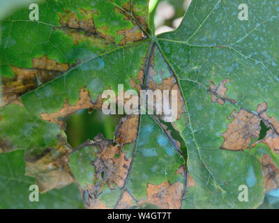 Grapevine diseases. Downy Mildew (Plasmopara vitikola) is a fungal disease that affects a grape ...