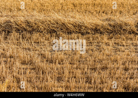 Field of wheat chaff and stubble after harvest Stock Photo - Alamy