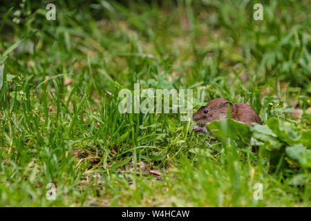 Field Vole Microtus agrestis Eating Red Apple Stock Photo - Alamy