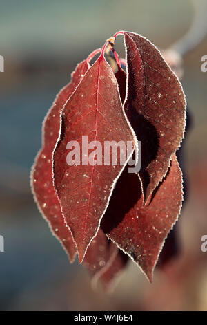 Red chokeberry leaves in a macro closeup with beautiful multicolored ...