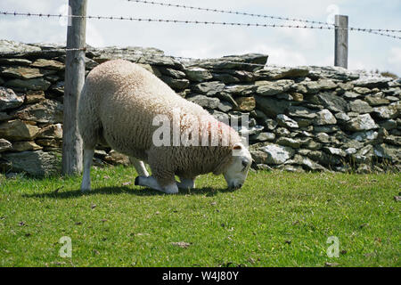 A sheep kneeling Stock Photo - Alamy