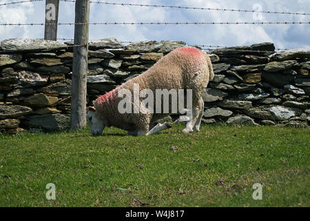A sheep kneeling Stock Photo - Alamy