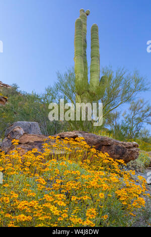 Ocotillo cactus flowers (Fouquieria splendens) along the Arizona Trail ...