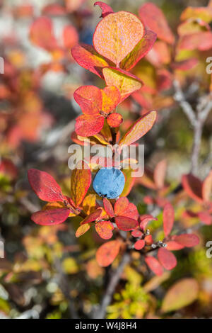 Highbush blueberry plant in autumn (Vaccinium corymbosum) fruits on ...