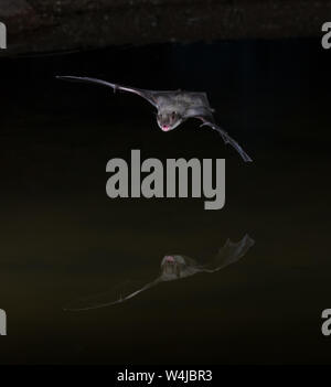 Western Pipistrelle or Canyon Bat Stock Photo - Alamy