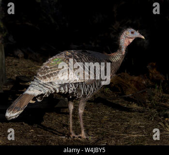 Female Wild Turkey Stock Photo - Alamy