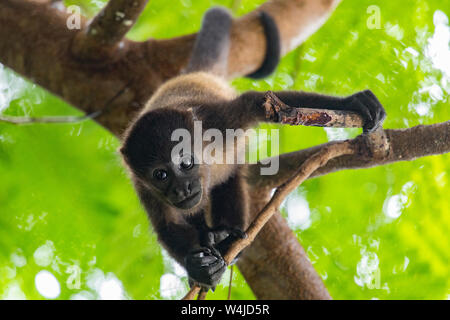Costa Rica, Guanacaste, Tamarindo, howler monkeys (Alouatta) are a ...