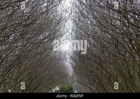 Branches of Crape Myrtle in Dallas Arboretum and Botanical Garden Stock ...