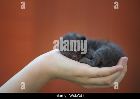 Newborn kitten sleeping in human hand Stock Photo - Alamy