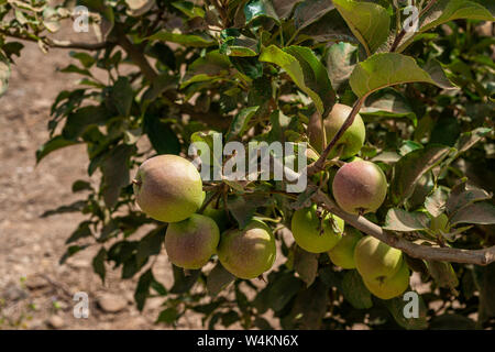 Young apple trees in plantation Stock Photo - Alamy