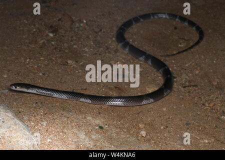 Common Krait , Sri Lankan Krait, Black Krait,Bungarus ceylonicus Stock ...