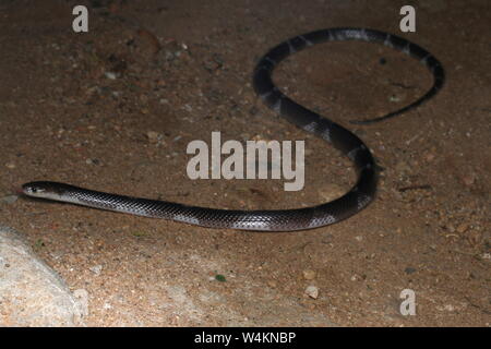 Common Krait , Sri Lankan Krait, Black Krait,Bungarus ceylonicus Stock ...