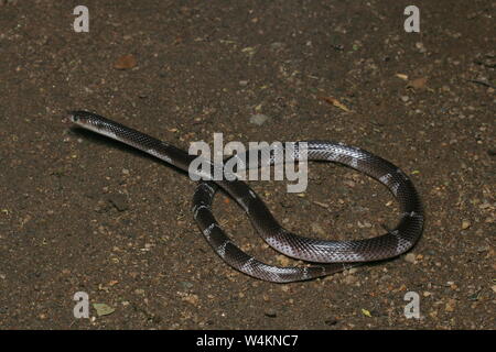 Common Krait , Sri Lankan Krait, Black Krait,Bungarus ceylonicus Stock ...