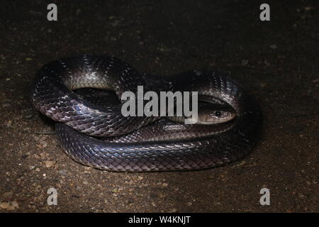 Common krait , Indian krait , blue krait , Snake , Indian Common Krait ...