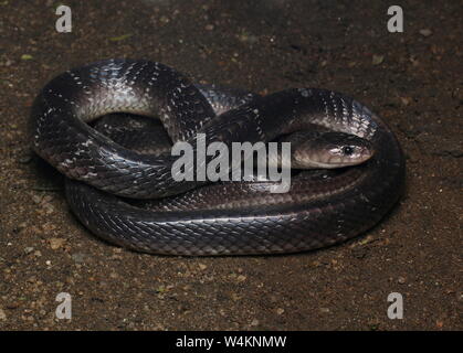 Common Krait , Sri Lankan Krait Stock Photo - Alamy