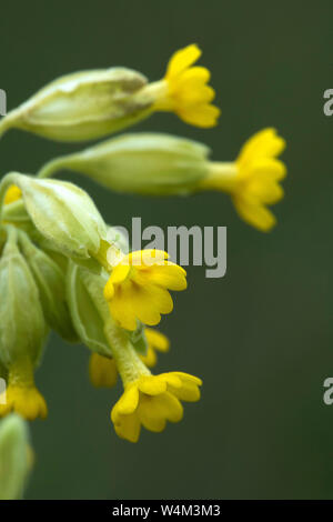 Flowers of Spring - Macro Close Up of a vliolet purple Gernanium High ...