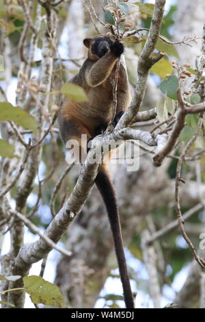 A Bennett's tree kangaroo rests high in a tree in a dry forest ...