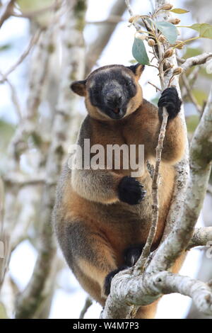 A Bennett's tree kangaroo rests high in a tree in a dry forest ...