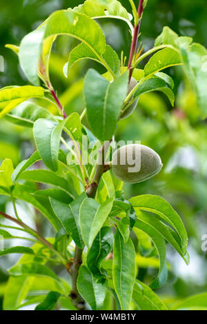 Young green unripe almonds on a Caribbean Almond tree in Grenada West ...