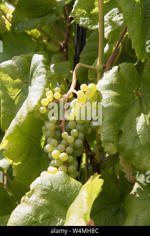 Strand Skyline Garden Coutts headquarters Strand Stock Photo - Alamy