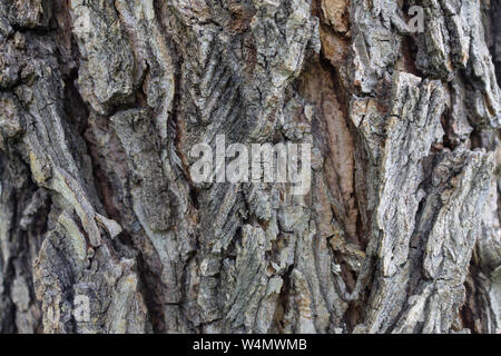 Elm Tree Bark Stock Photo - Alamy