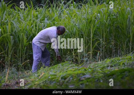 Farmers tending a corn field near the village of Uhum, Nuratau ...