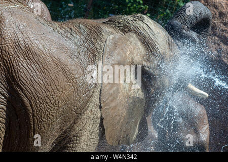 Elephants standing around Stock Photo - Alamy