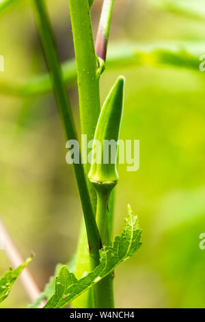 Okra, Abelmoschus esculentus, known in many English-speaking countries ...