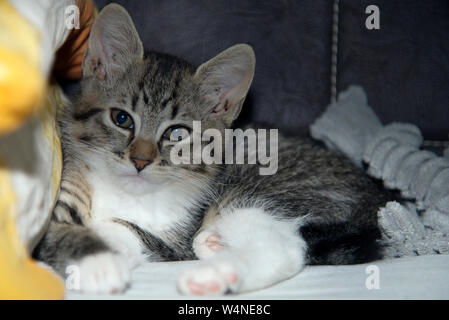 Stray cat saved from street dogs, later adopted by me. Her name is ...