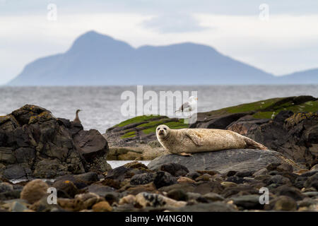 Seals on a beach with mountain backdrop in Scotland Stock Photo - Alamy